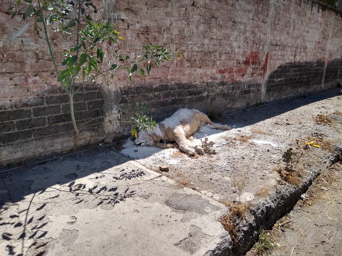 Encuentran cadáver en descomposición de un león en la CDMX - Primero ... Encuentran cadáver en descomposición de un león en la CDMX - Primero ...